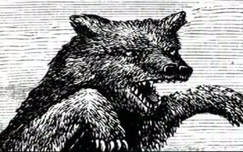 Bearzilla! | BumpWorthy.com - adult swim bumps