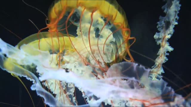 Jellyfish Wiggle Wit It | BumpWorthy.com - adult swim bumps