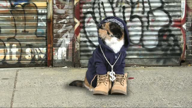Meow Meow: Gangsta Cat | BumpWorthy.com - adult swim bumps