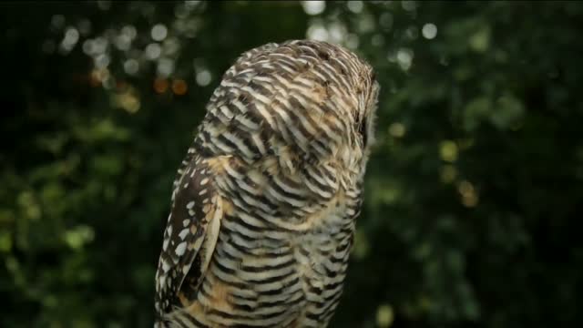 Tagged Videos: Barred Owl | BumpWorthy.com - adult swim bumps